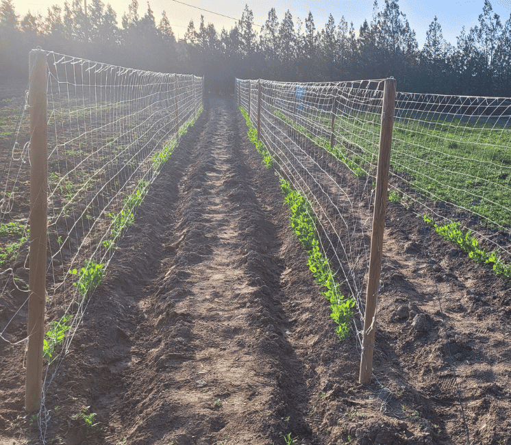 Filet à Ramer Professionnel 500m - Hauteur 1m ou 2m | Direct-Filet